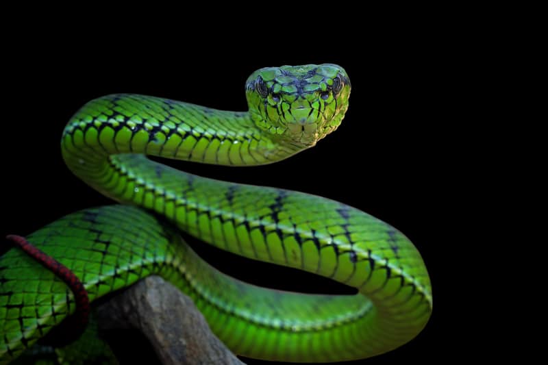 Cobras: 12 curiosidades sobre os mistérios do reino das serpentes ...